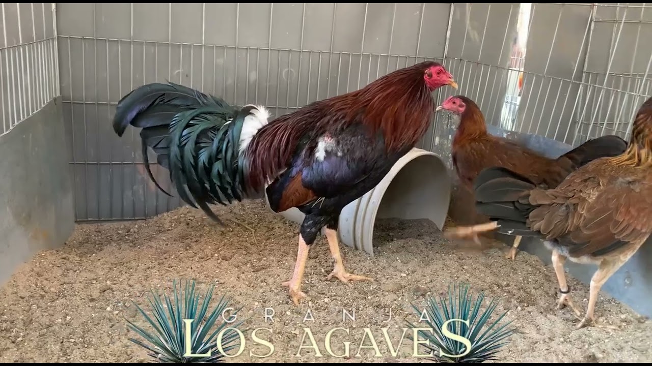 LOTE DE SÚPER ALBANY (gallinas fenotipo CHOCOLATE) - YouTube