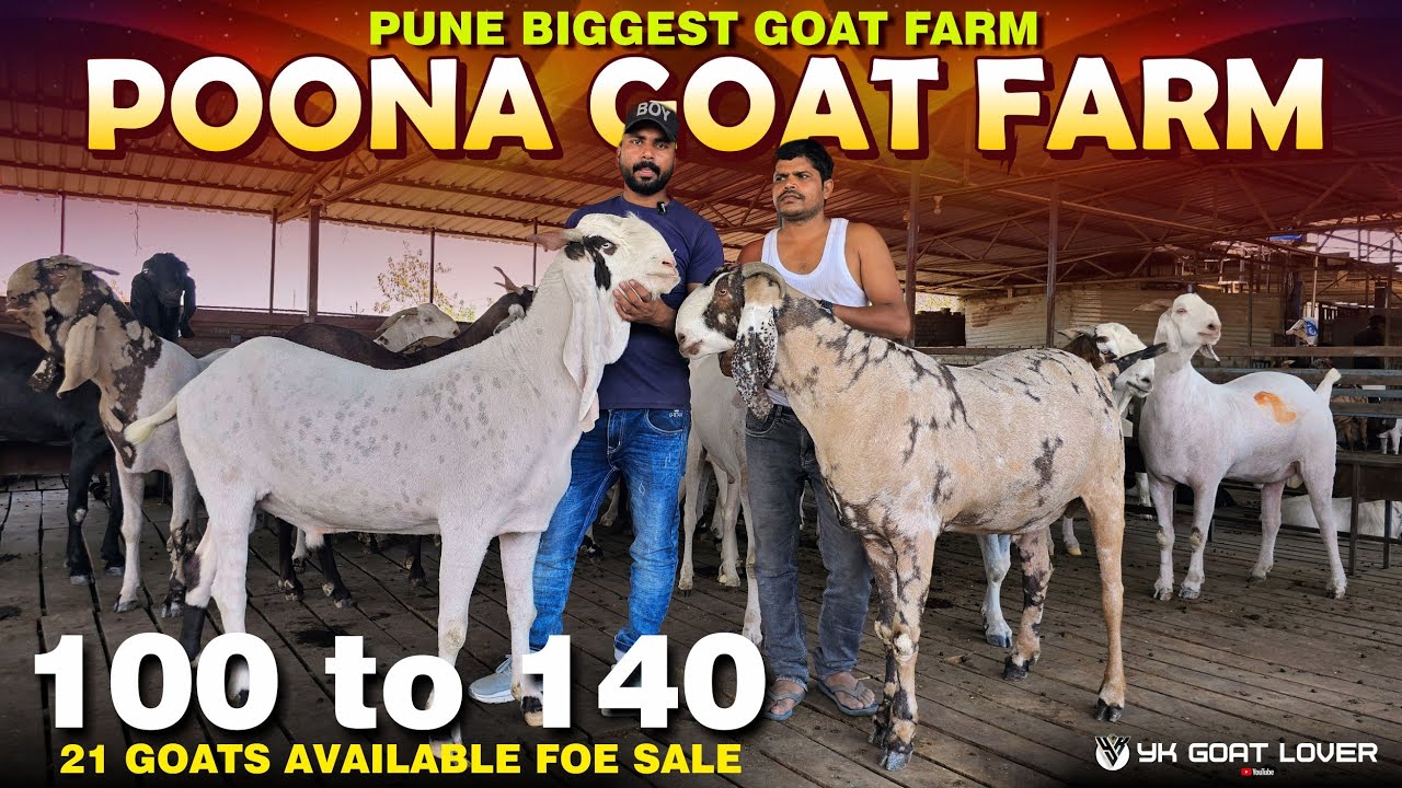 Rs.10000 Booking Main 100 KG Plus Goat Available in Pune at Poona Goat ...