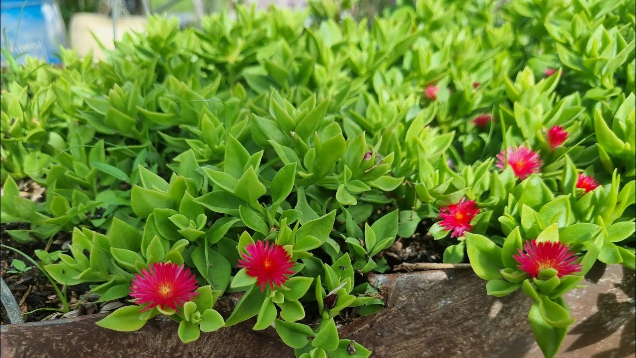 aptenia cordifolia o Rocío como cuido de ellas - YouTube