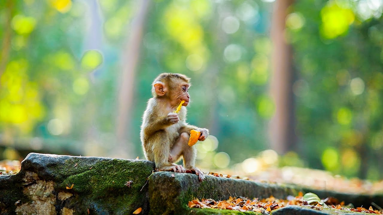 Leo monkey happy time - YouTube