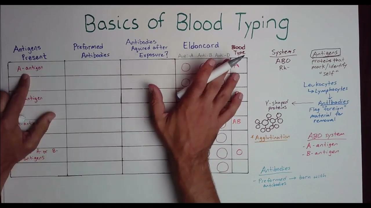 Cardiovascular Basics of Blood Typing - YouTube