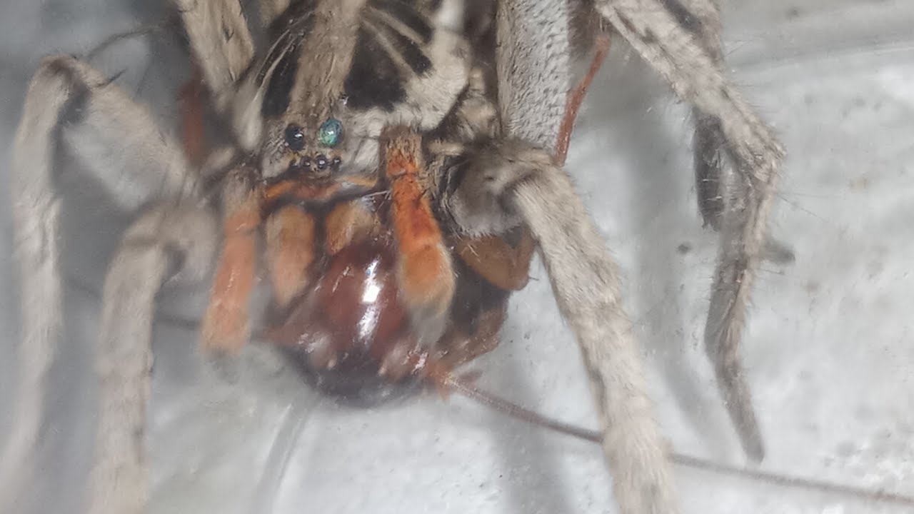 Spider attacks fly/Spider eats flies.#aranhas #spider #aranas #shortvideo #fly - YouTube