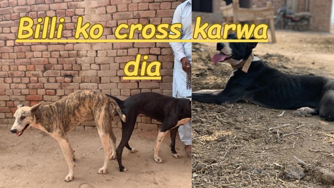 Billi ko cross karwa lia || Dog mating || Shikari dogs - YouTube