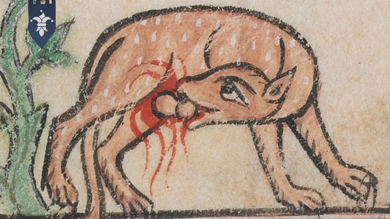 A 'Hilarious' Compilation of Inaccurate Medieval Beliefs… - YouTube