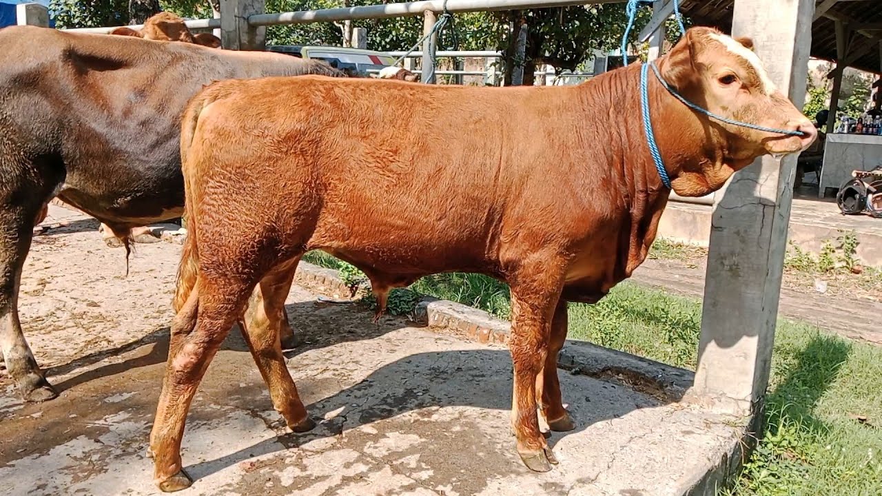 Mulai 5 Juta'‼️Harga Sapi Pagi ini || Rabu Legi 20 November 2024 ...