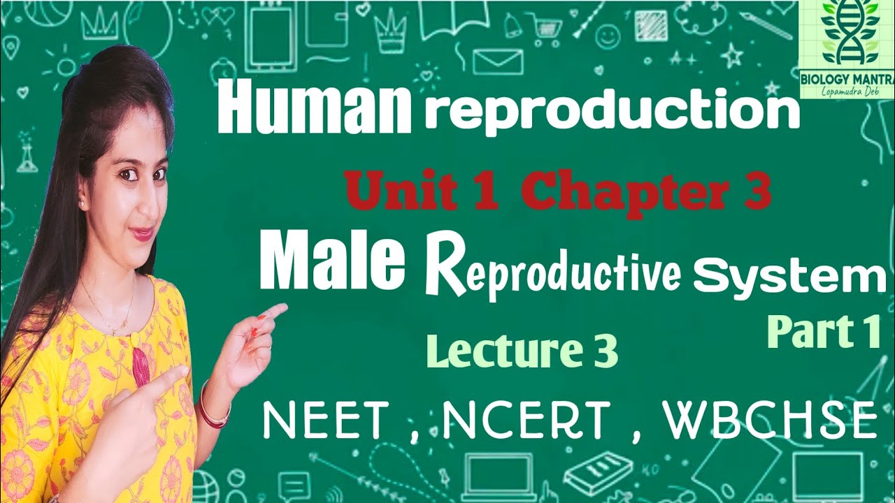 L1=Male reproductive system(part 1)Human Reproduction |NCERT|WBCHSE ...