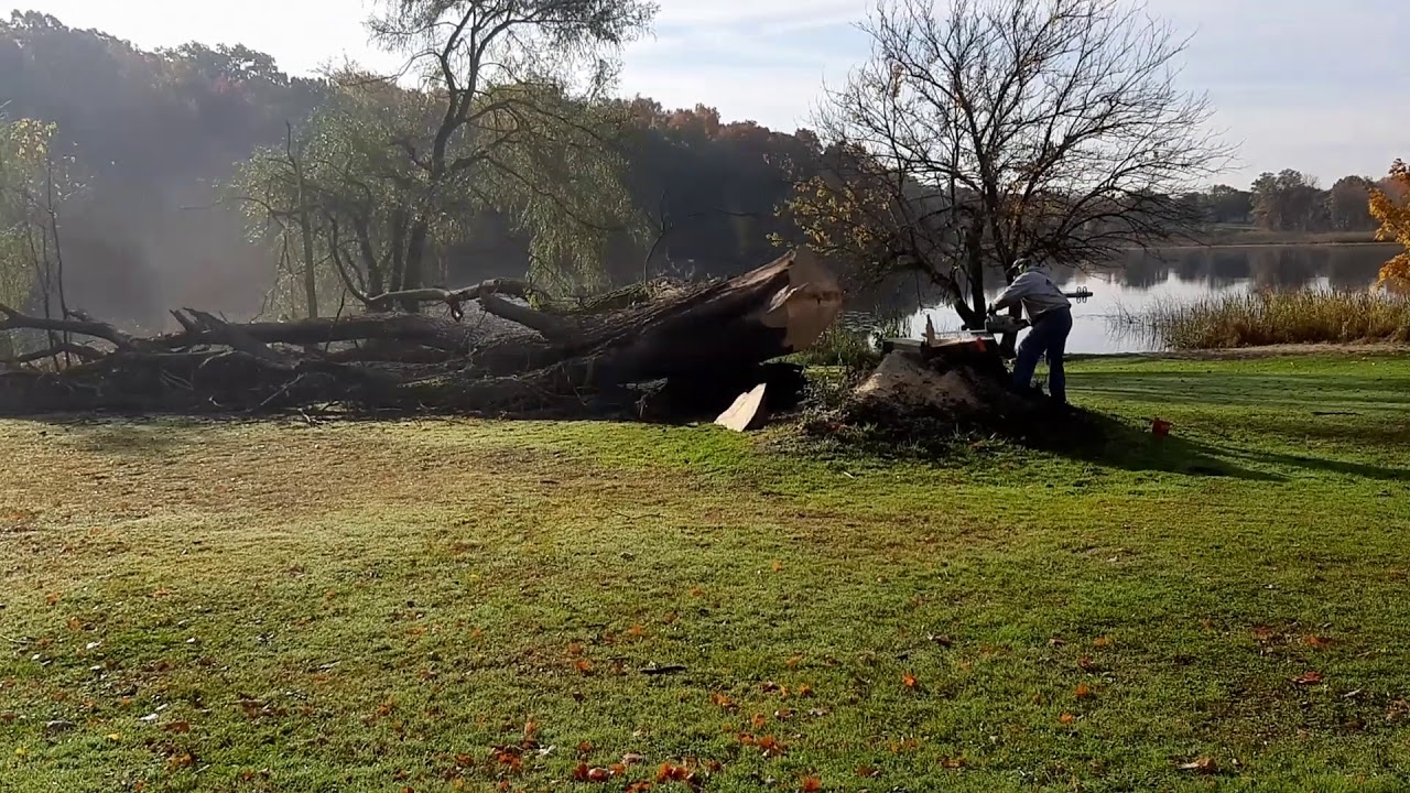 Ash Tree October 2020 - YouTube