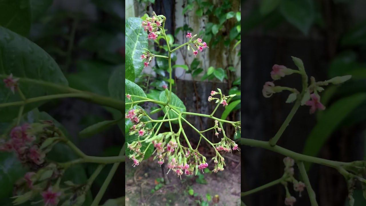 Jambu Gajus - YouTube