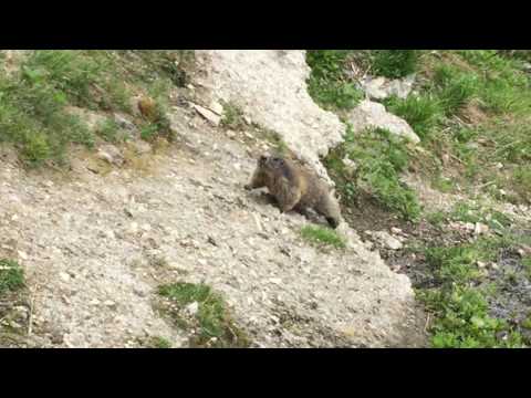 Co zrobi świstak, gdy usłyszy gwizdanie? What will marmot do after someone's whistle?