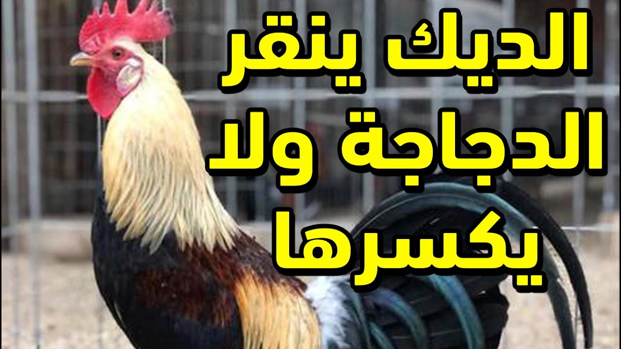 الديك ينقر الدجاجة ولايكسرها ويرفضها اسباب رفض الديك لدجاجة التي تجعله