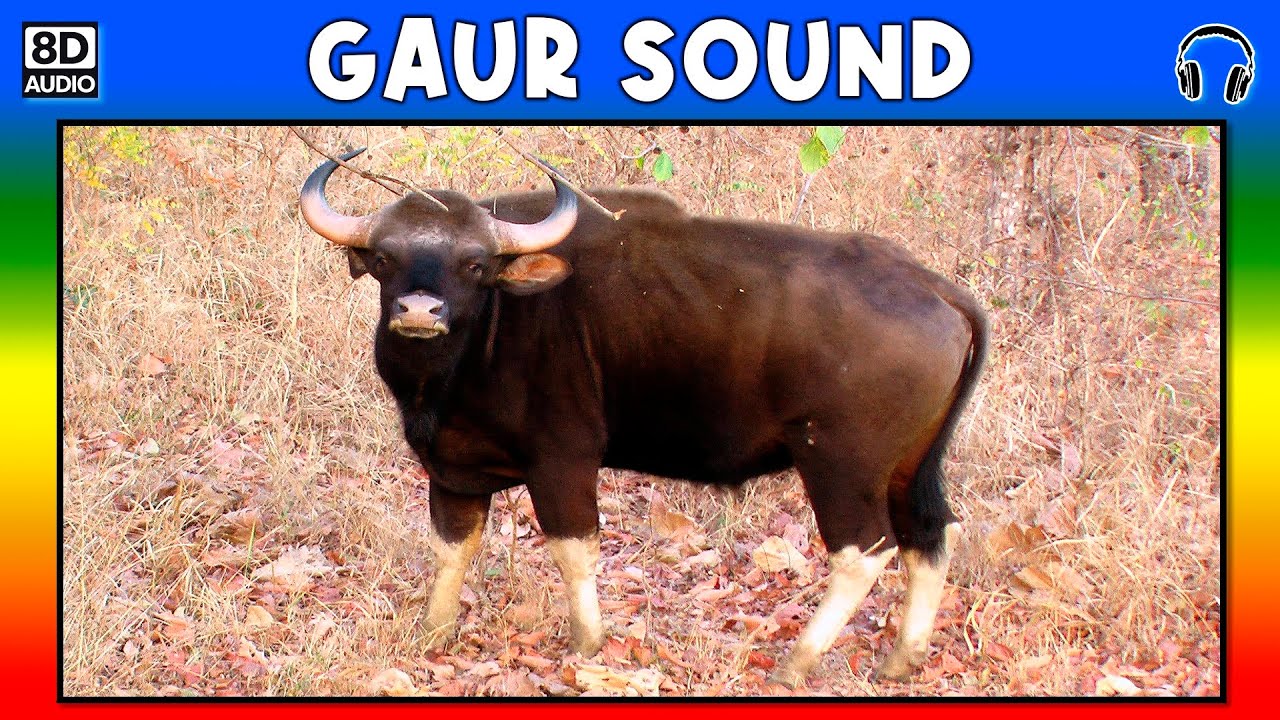 🐂 GAUR SOUND - GAUR SOUND EFFECT - SOUND OF GAUR - NOISE OF GAUR - YouTube