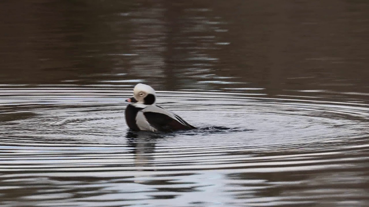 Long-tailed Duck Harwich, Massachusetts Cape Cod - December 2018 - YouTube