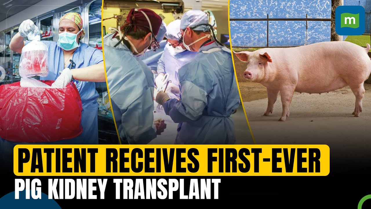 First Successful Pig Kidney Transplant in Human | What It Means For The ...