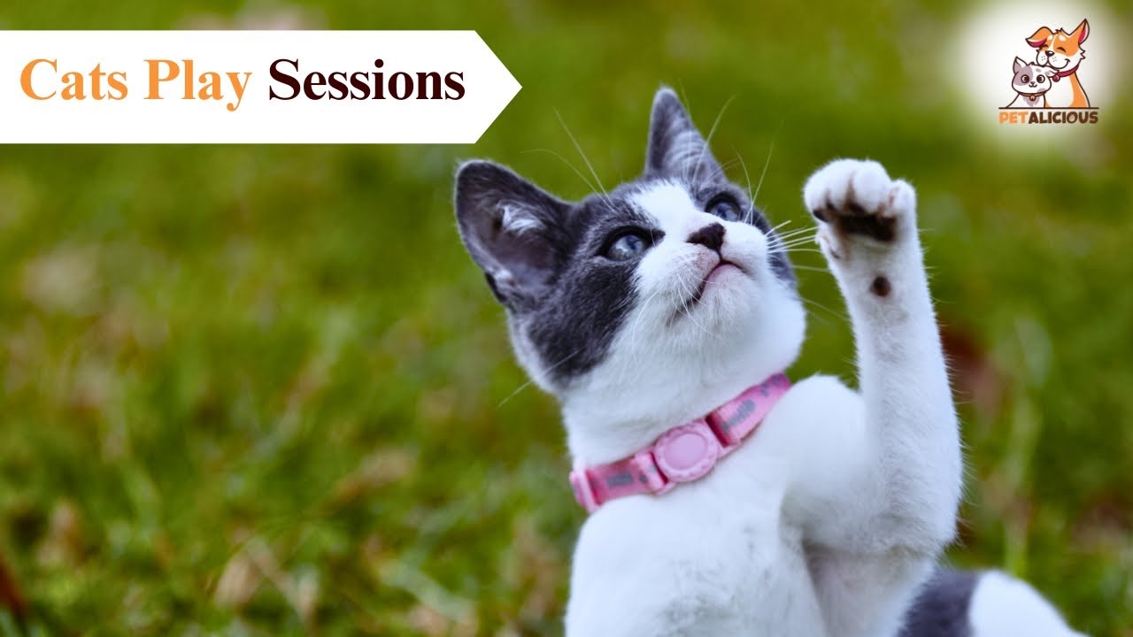 "Purr-fect Playtime: Global Cat Play Sessions!" - YouTube