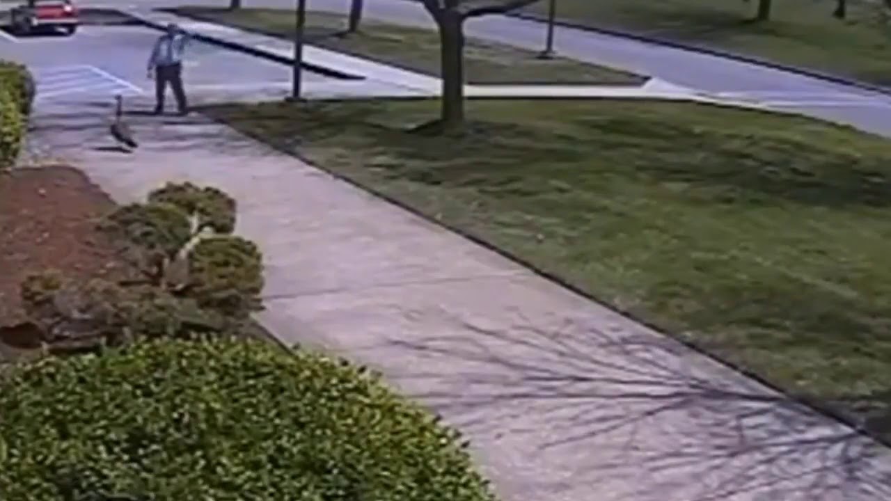 Man vs Goose | Youtube/GlobalLeaks News - YouTube