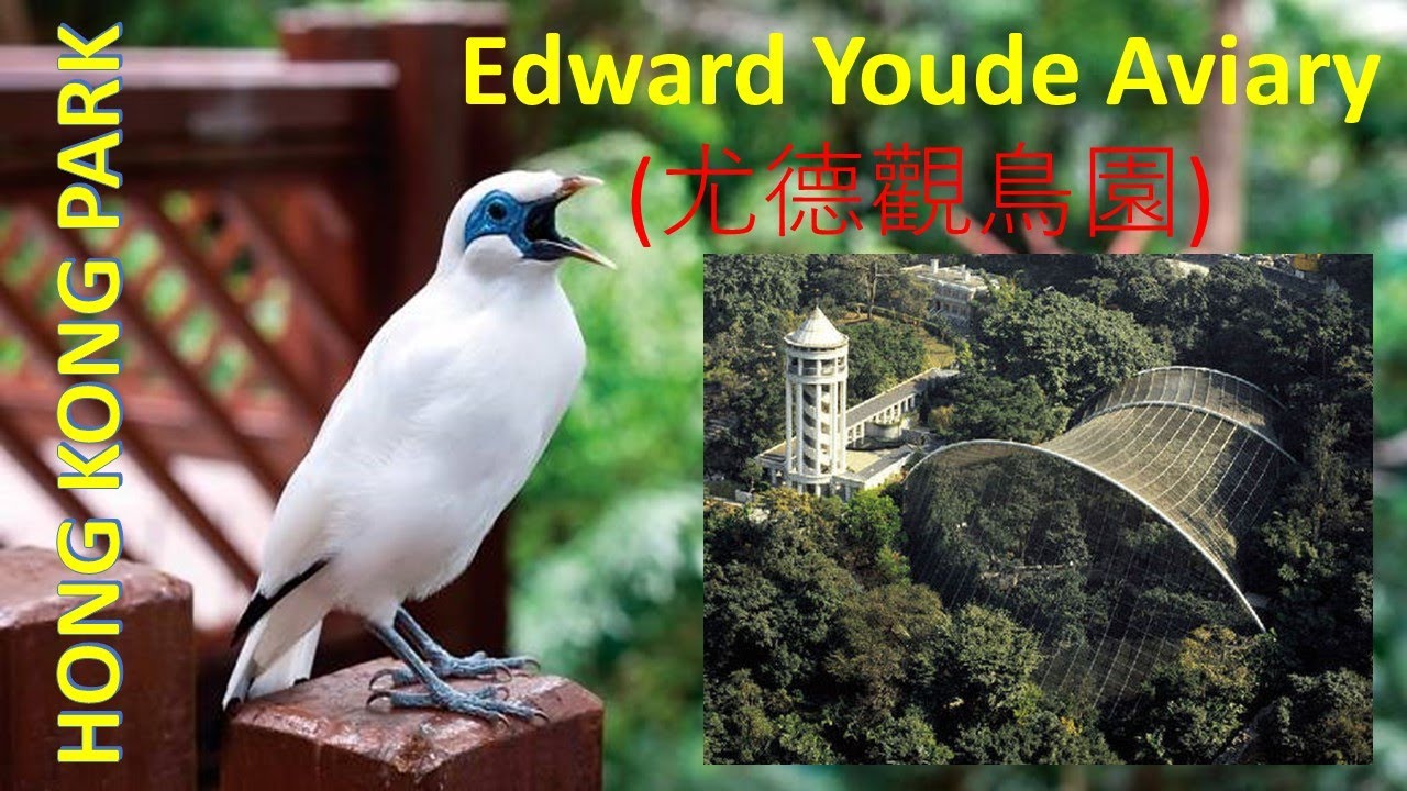 Hong Kong Park - Edward Youde Aviary (Birds Collection) - YouTube
