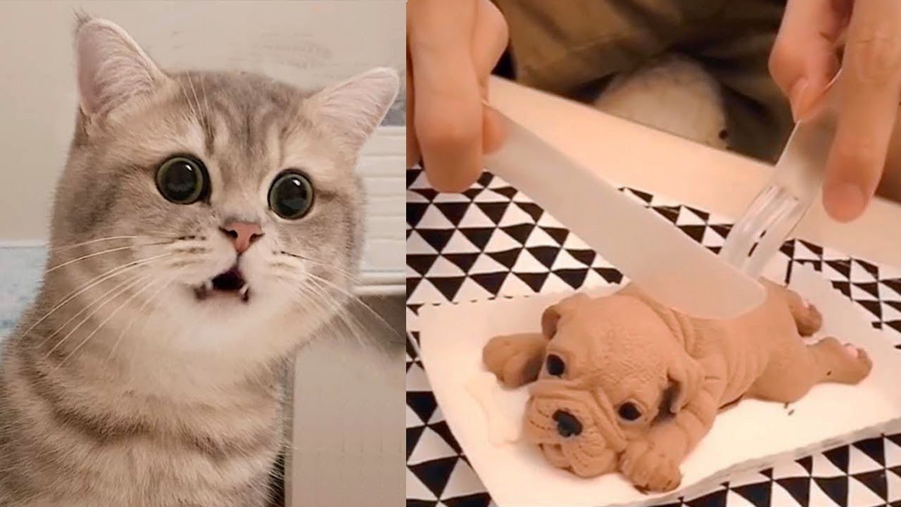Cat Reaction to Cutting Cake - Funny Dog Cake Reaction Compilation Part ...