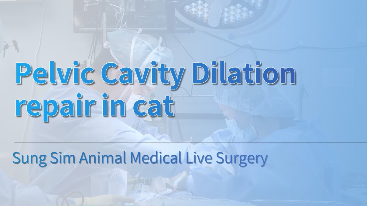 [Warning] Pelvic Cavity Dilation repair in cat Sung Sim Animal Medical ...
