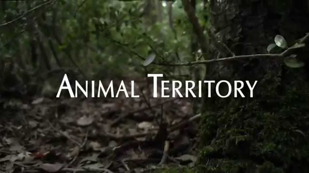 Animal Territory Teaser - YouTube