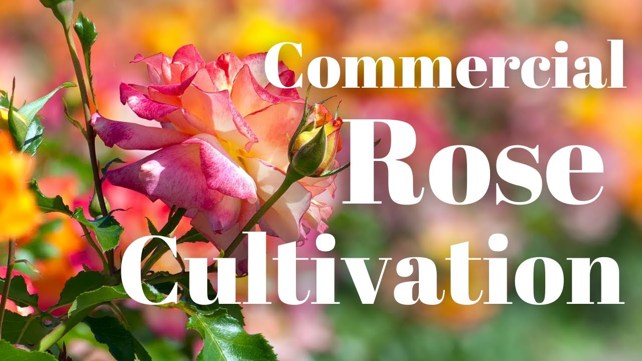 EVERYTHING you Need to Know About GROWING ROSES - YouTube
