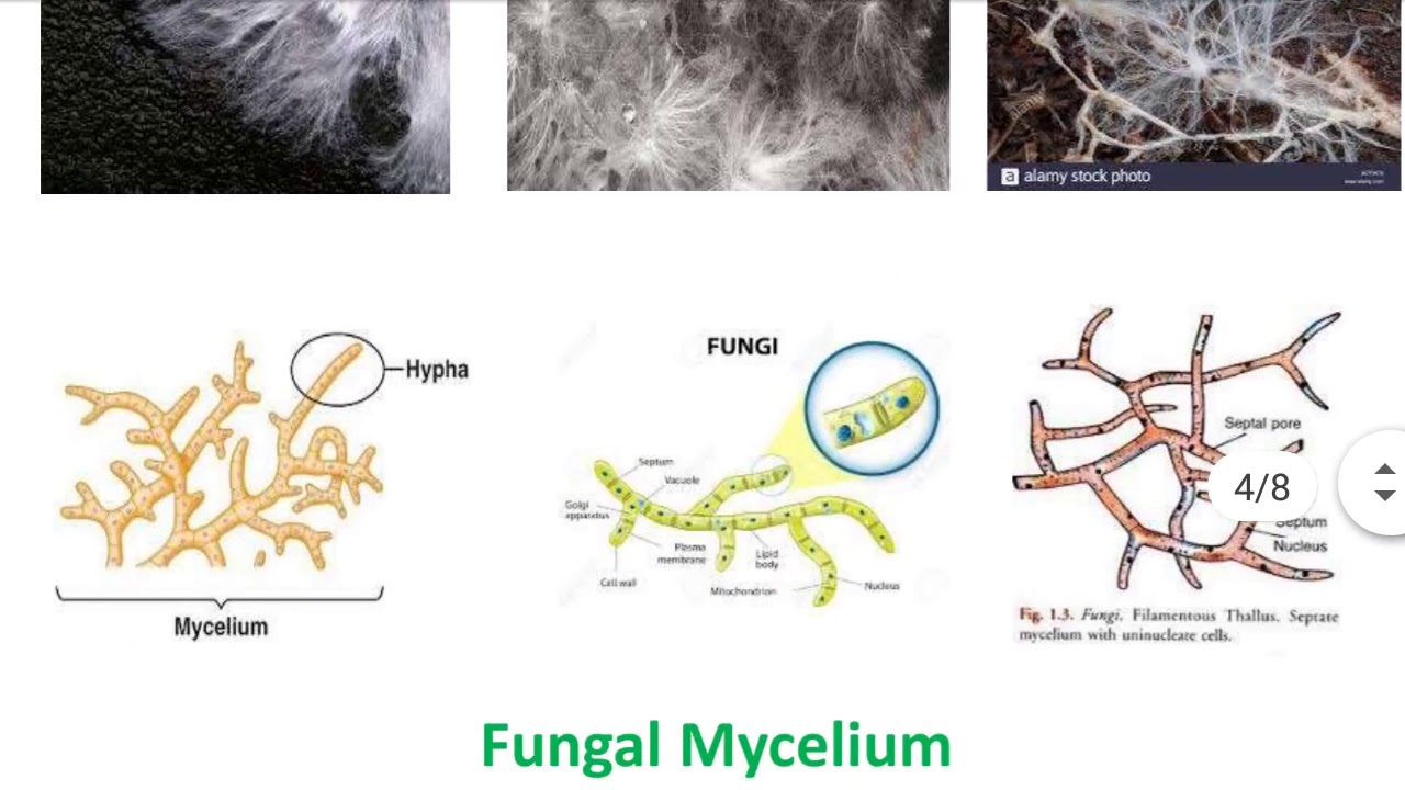 Classification of Fungi - Ainsworth, 1973 - YouTube