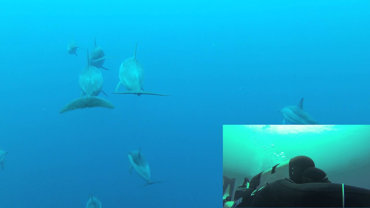 SCUBA Diving with Hawaiian Dolphins - YouTube