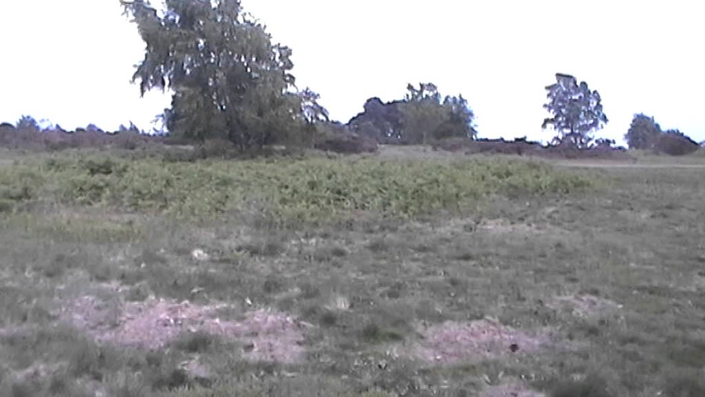 LURCHERS HUNTING UP - YouTube