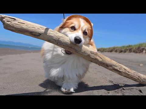 【X100万回再生】浜辺でくつろぐ犬に、想定外の「寄せ波」が襲い掛かった結果・・
