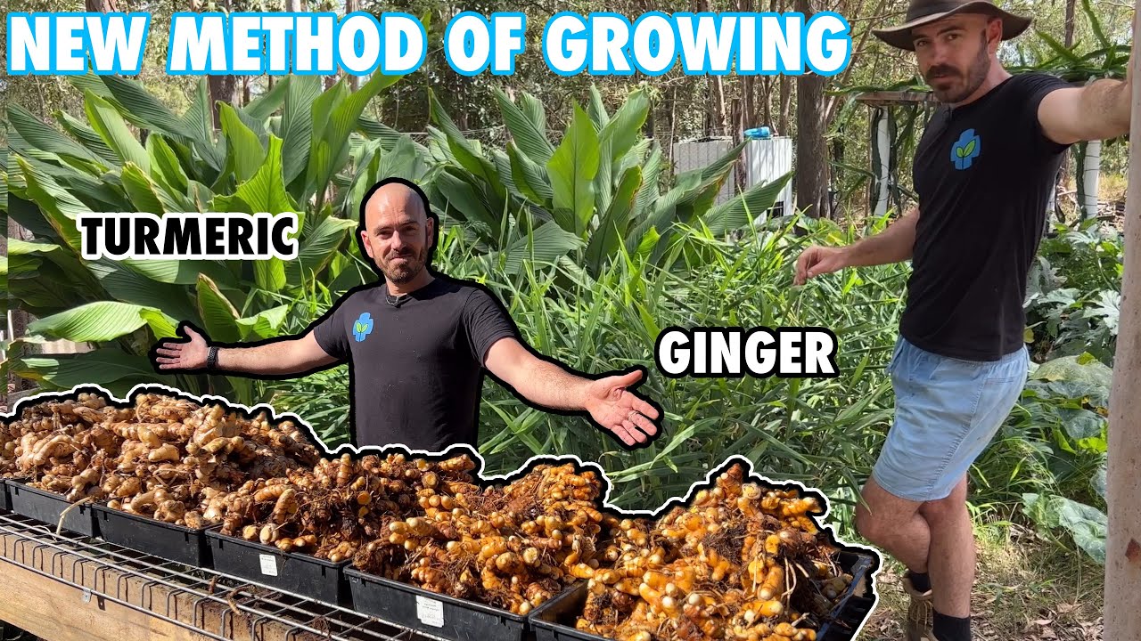 A Revolutionary New Method of Growing Ginger and Turmeric - YouTube