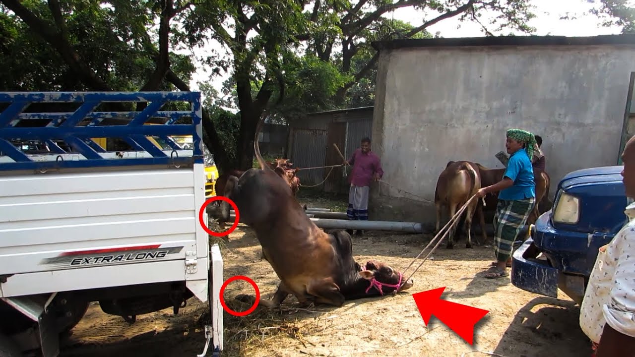 Cow Injury | Cow Unloading at Very Popular Village Cattle Market | Big ...