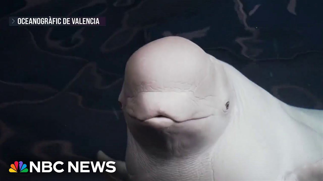 Beluga whales evacuated from Ukraine in complex mission - YouTube