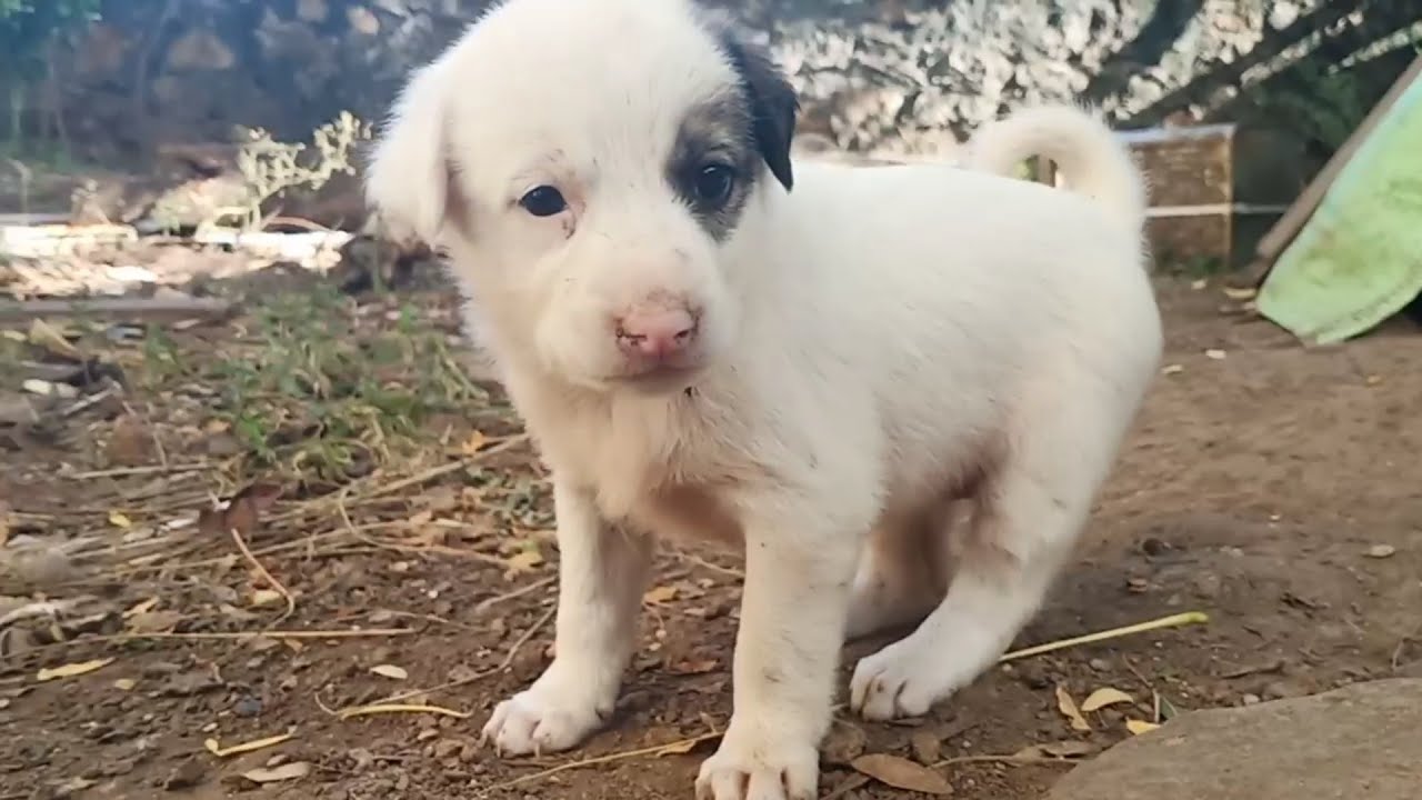 Cute Little Newborn Stray Puppies Are Now So Healthy - YouTube