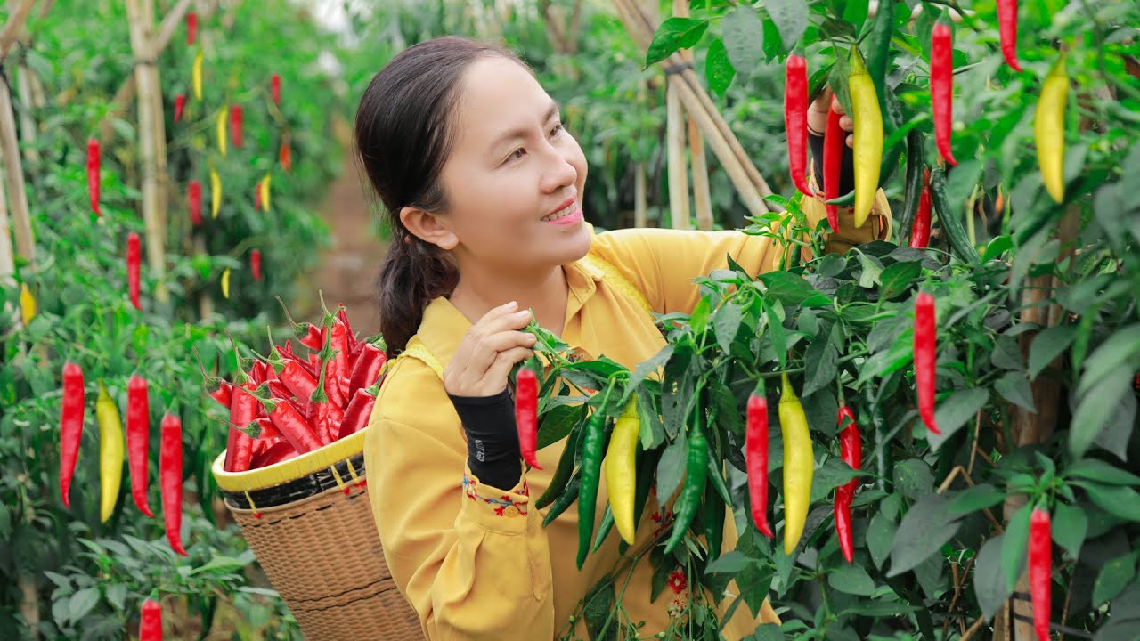 Harvest Red Long Chillies goes to the market sell | Emma Daily Life ...