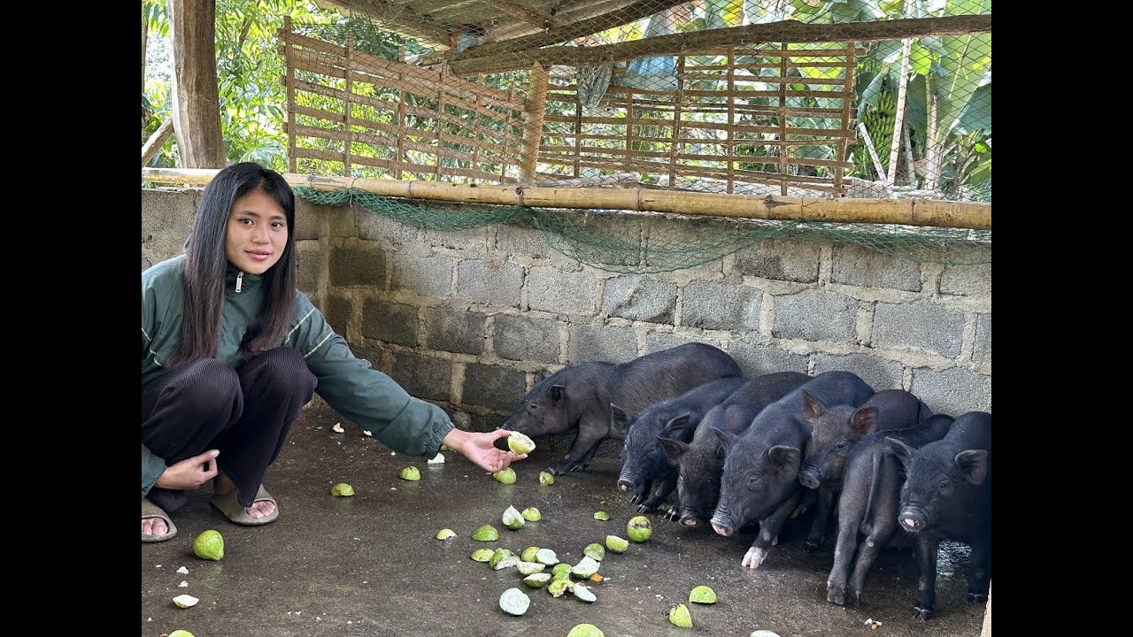 Pig farm uses guava and bathes ducklings - YouTube