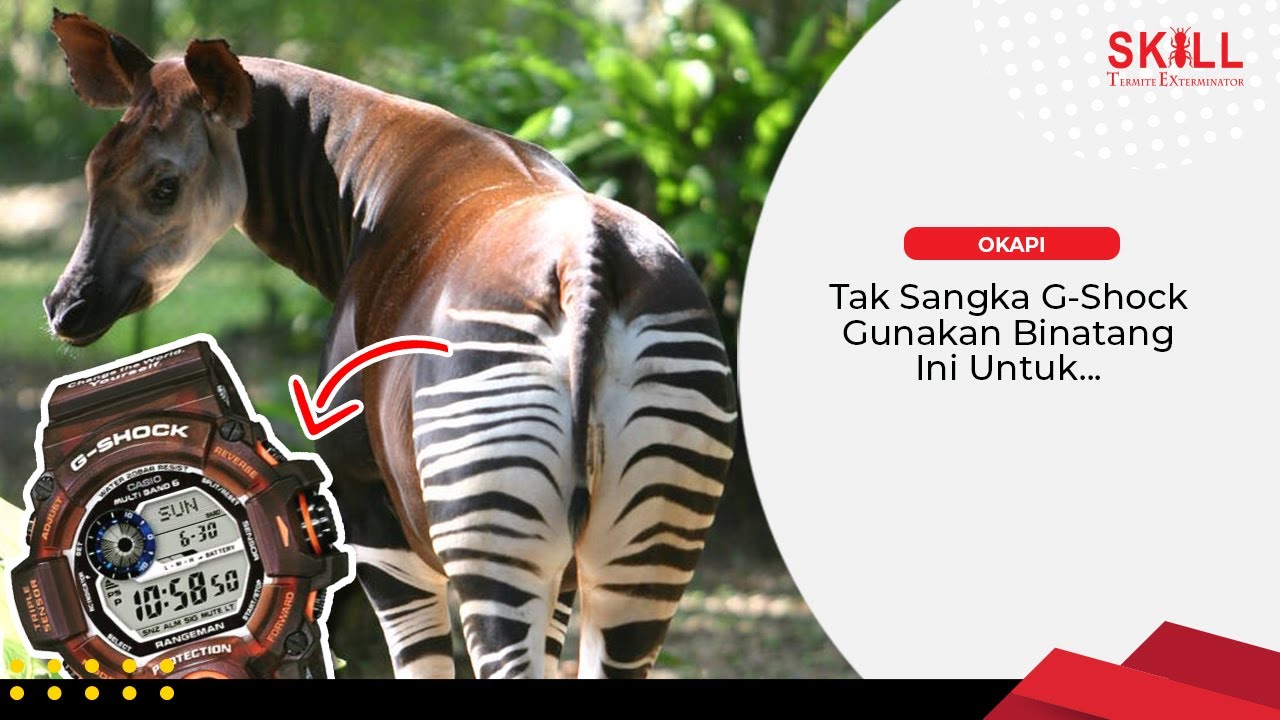 Tak Sangka G-Shock Gunakan Binatang Ini Untuk... 😱 - YouTube