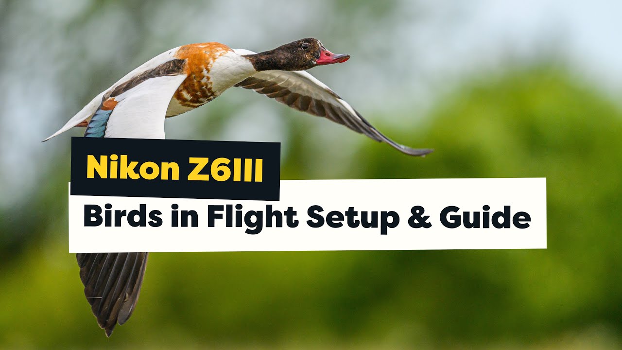 How to Set Up the Nikon Z6III for Birds in Flight - YouTube