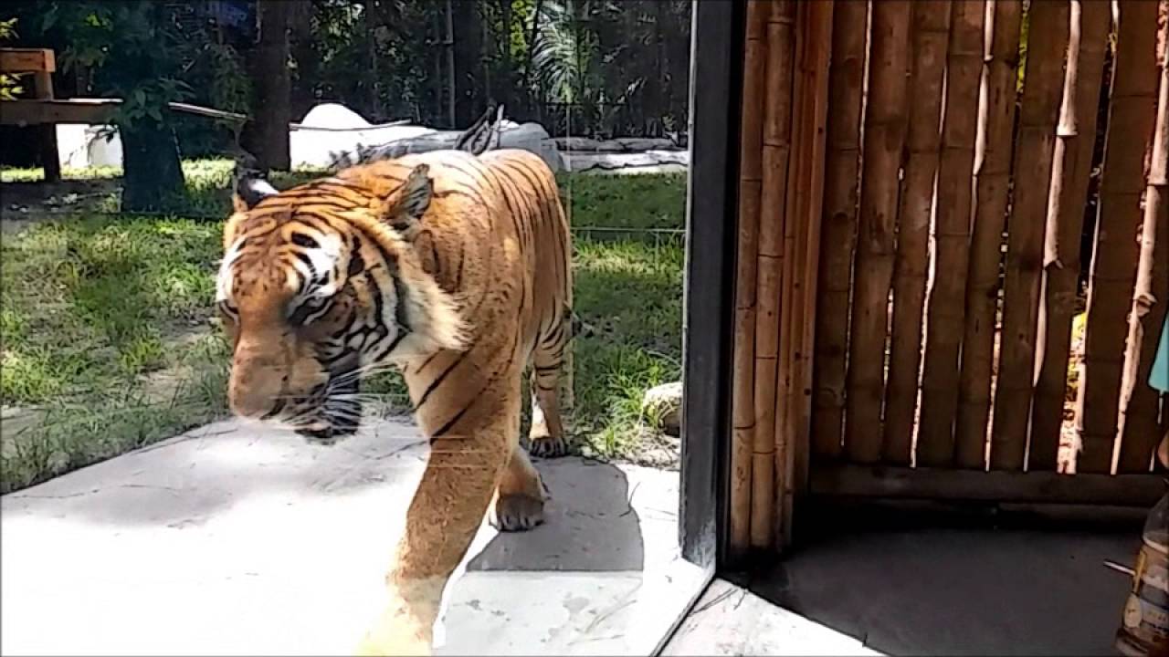 Camden Feeding Giraffe/Close Encounter With Tiger - YouTube