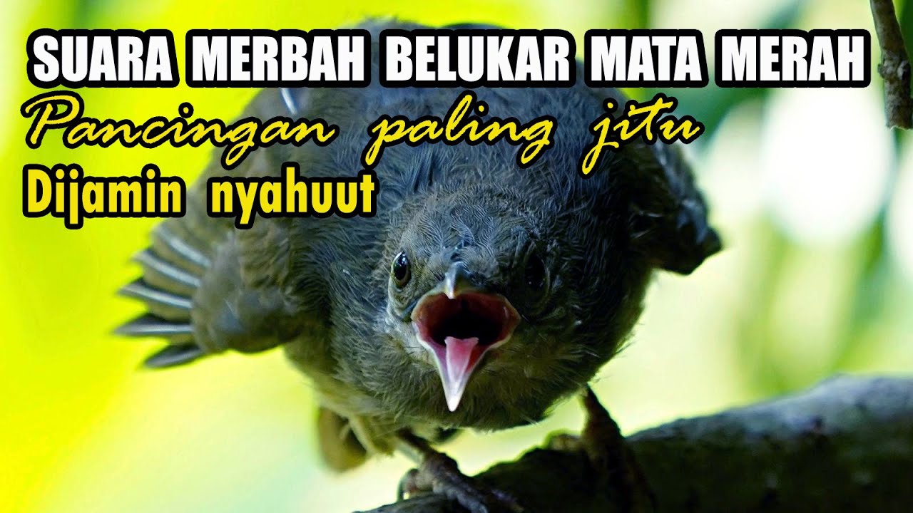 Suara panggilan merbah belukar mata merah untuk pancingan,merbah lain ...
