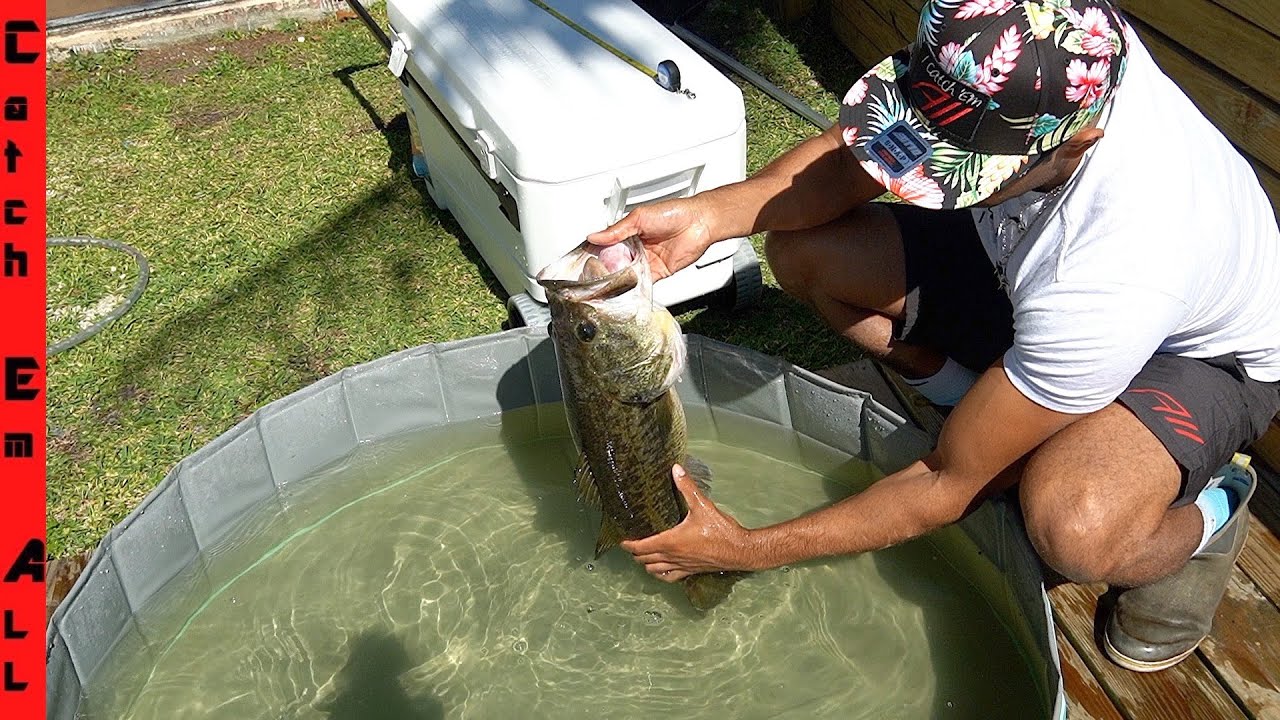 MY PET FISH SHAMU jumped back into Pond HOME! (part 1) **The Urban ...