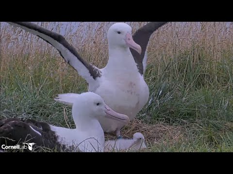 Royal Reunion! Male Albatross RLK Relieves Mate GLG From Nesting Duties ...