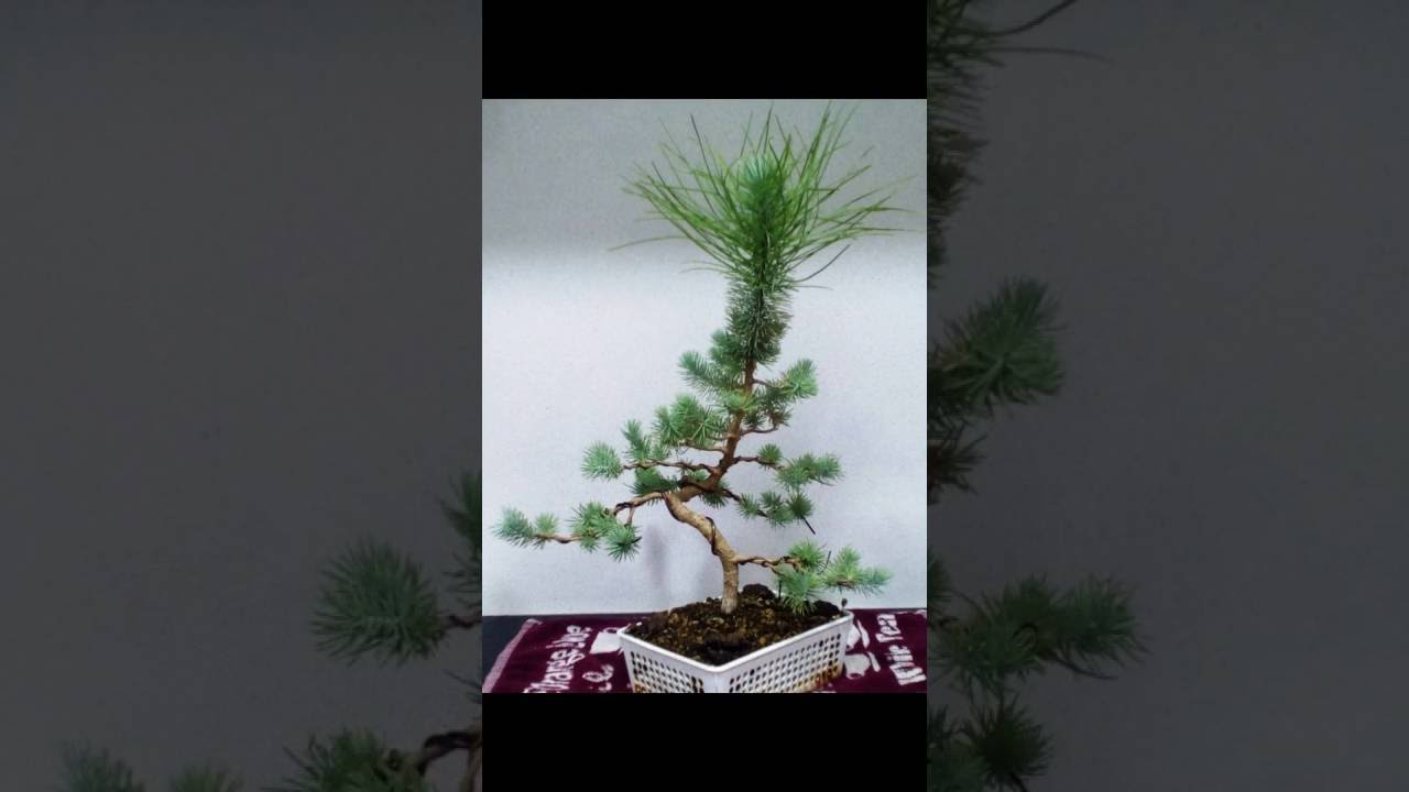 Bonsai Pinus Pinea (Evolución) - YouTube