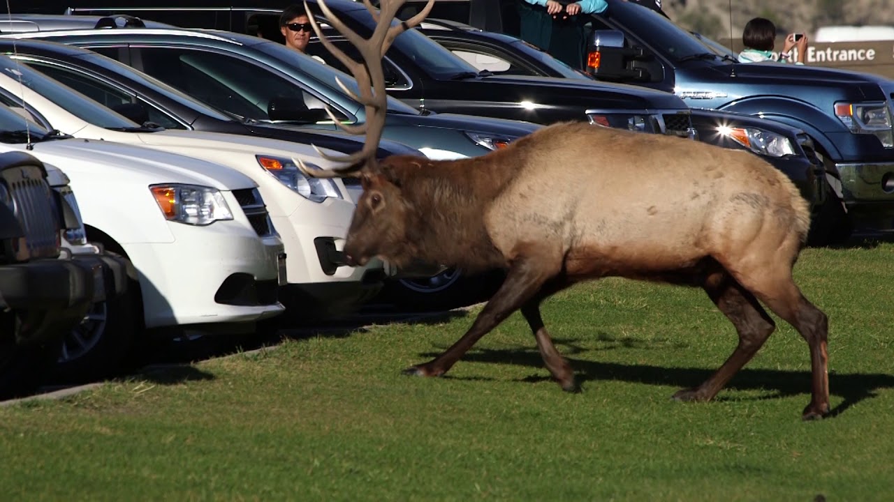 Bull Elk Ramming Car at Yellowstone National Park - YouTube