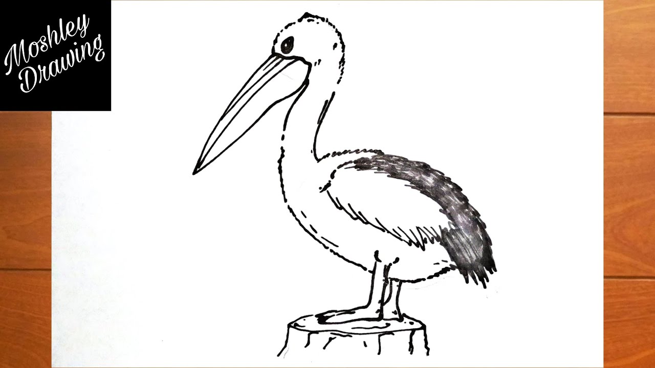 How to Draw an Australian Pelican - YouTube