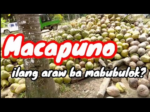 Macapuno ilang araw ba mabubulok? - YouTube