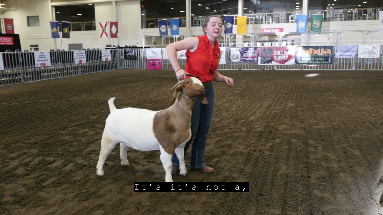 The ABGA Presents: How To Show Your Goat with Hannah Kidder - YouTube