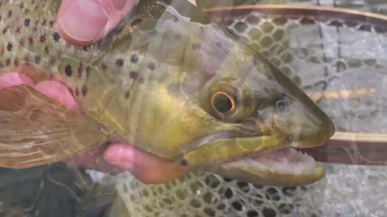 Stroup Fly Fishing Early Season 2016 - YouTube