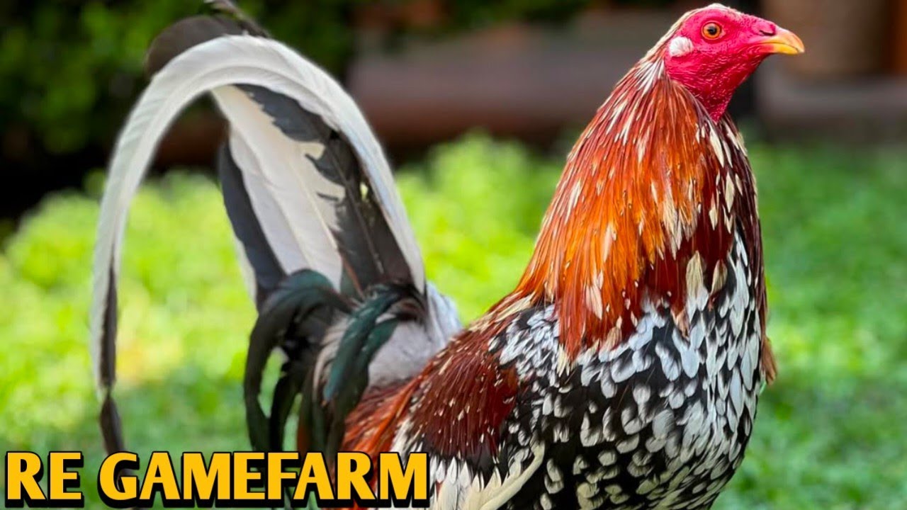 Spangled hatch Grey Yellow leg hatch - RE FARM - YouTube