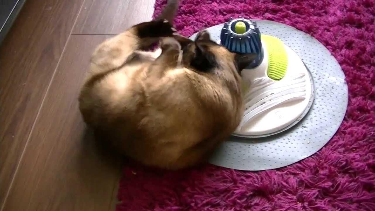 Our Siamese Cat on catnip - YouTube