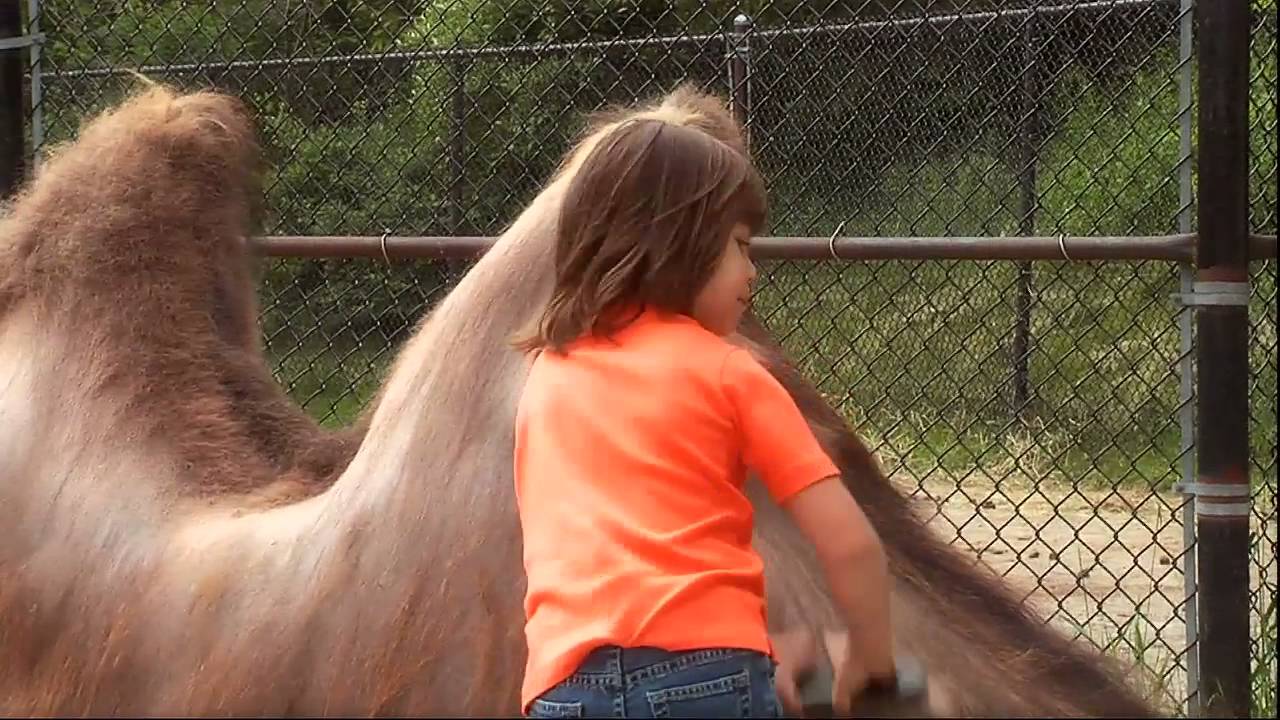 This Is Emily Yeung learning about camels - YouTube