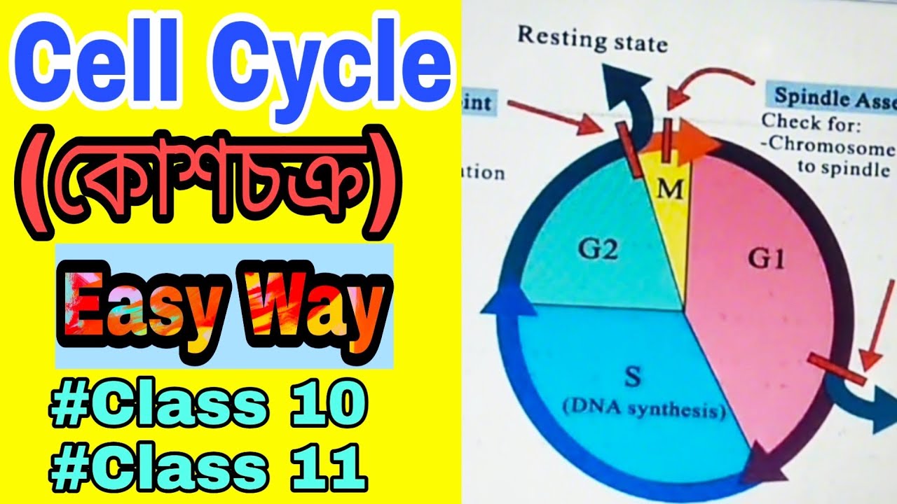 WBCHSE Class 11 Biology Chapter 8 | Cell Cycle | কোশচক্র - YouTube